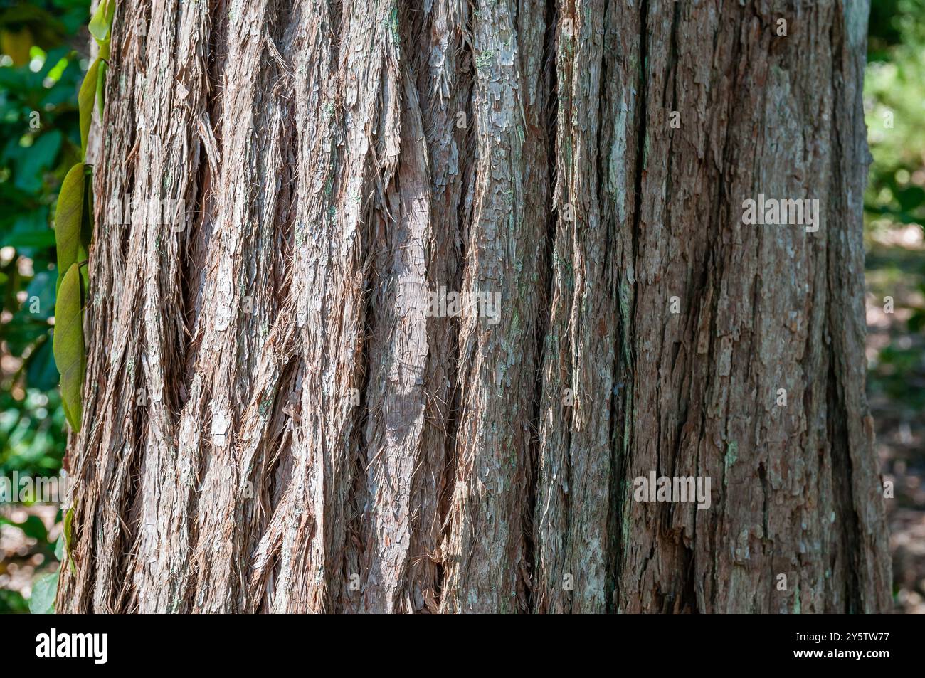 Tree bark texture, tree trunk, turpentine tree,, Syncarpia glomulifera ...