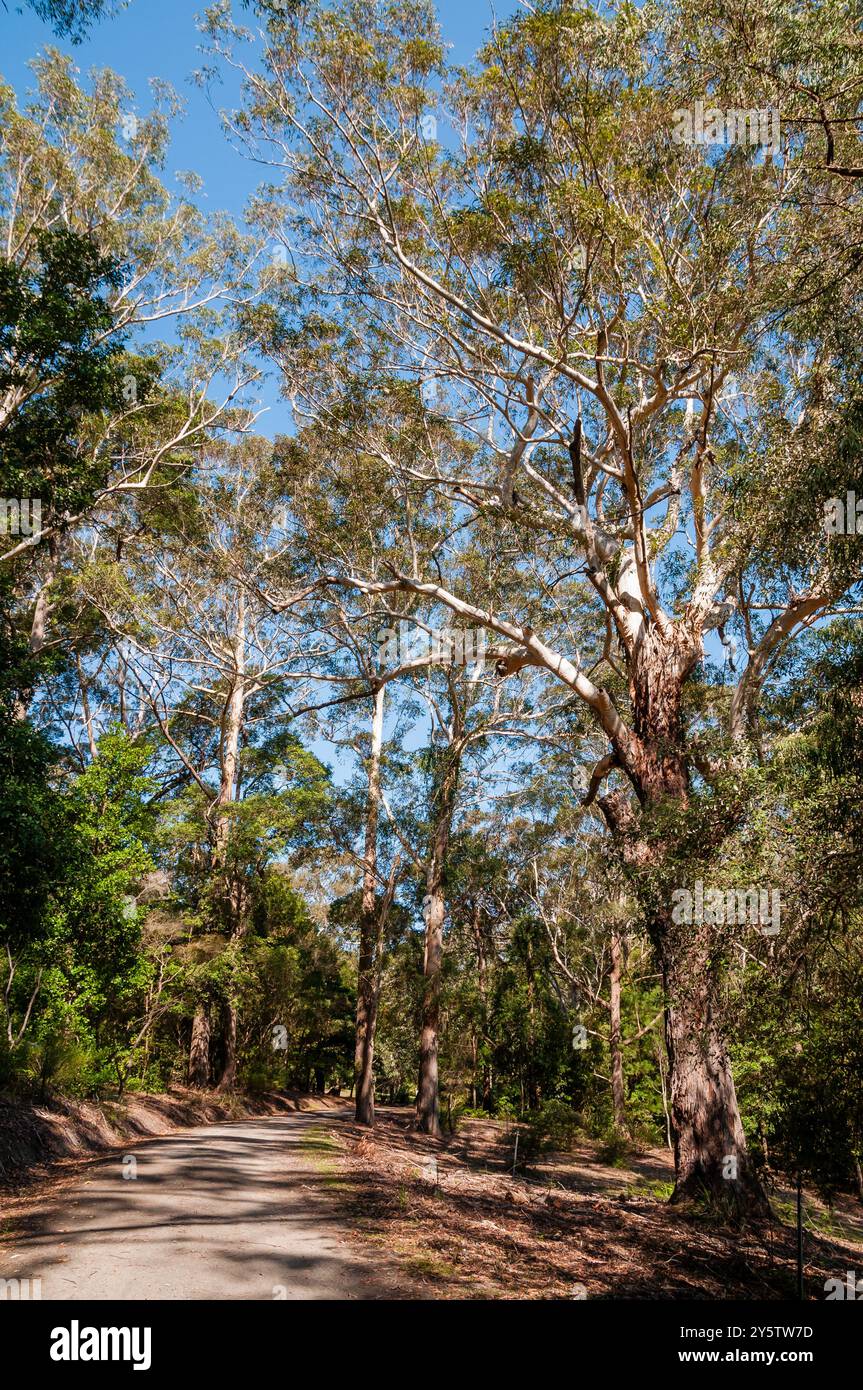 Booderee Botanic Gardens, NSW, Australia Stock Photo - Alamy