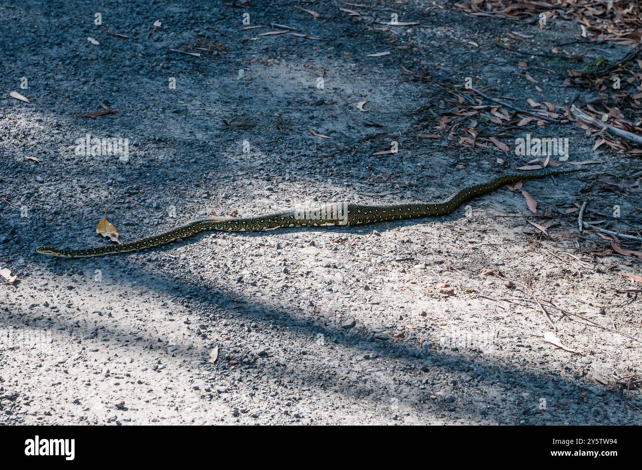 Australian diamond python, Morelia spilota spilota, swollen belly ...