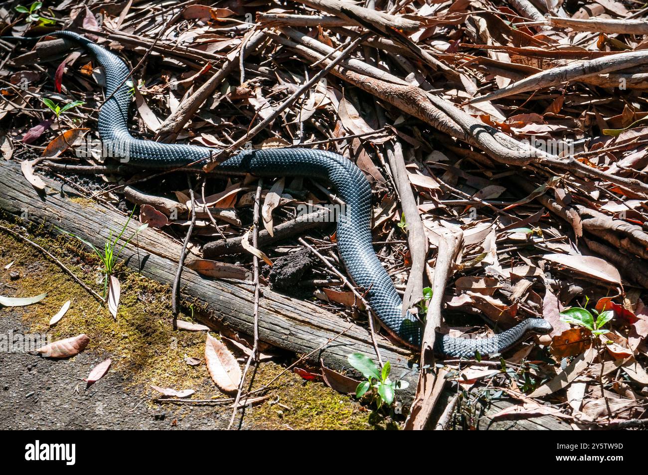 red-bellied black snake, Pseudechis porphyriacus, on the ground ...