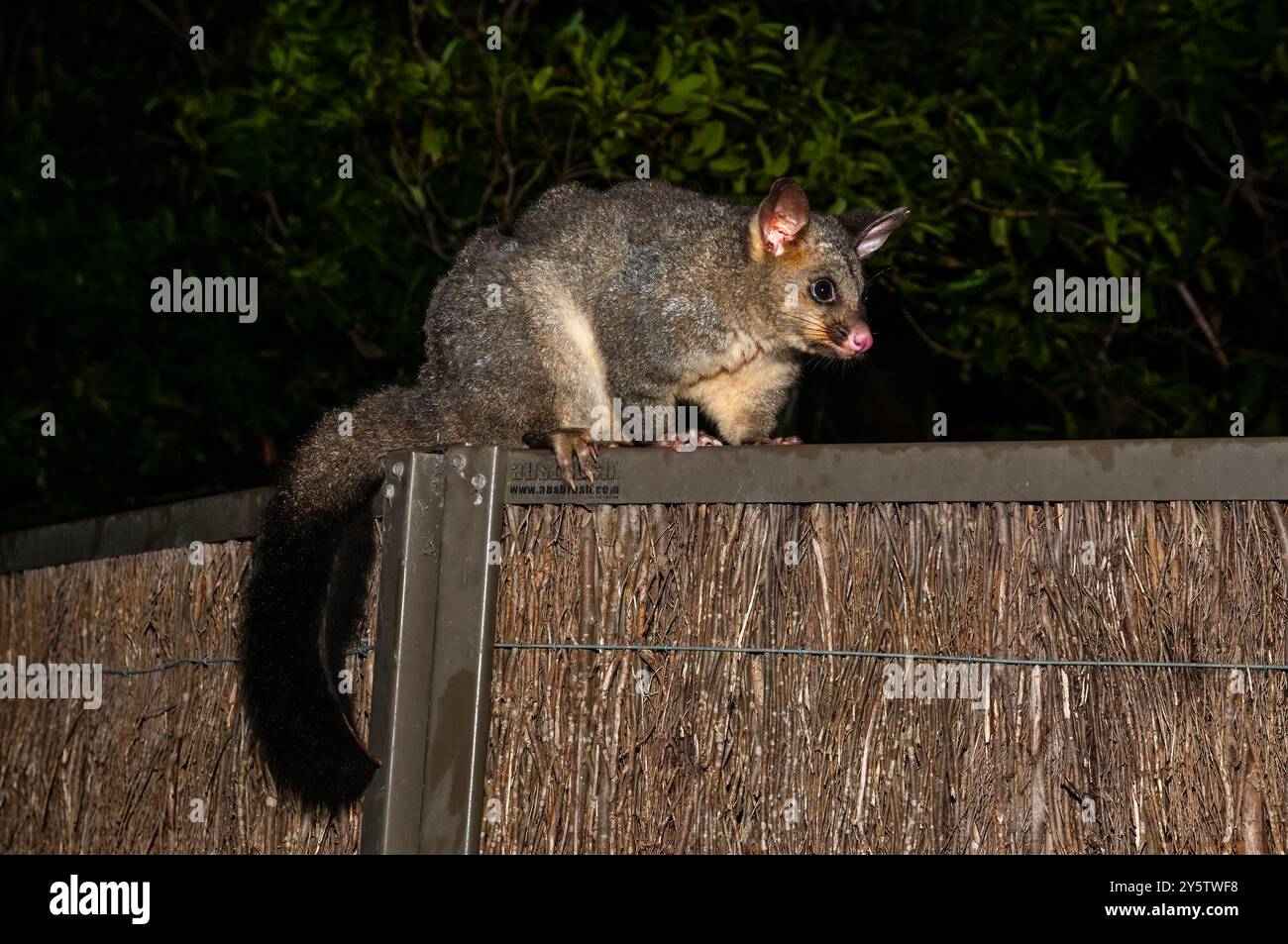 common brushtail possum, Trichosurus vulpecula, at night on top of a ...