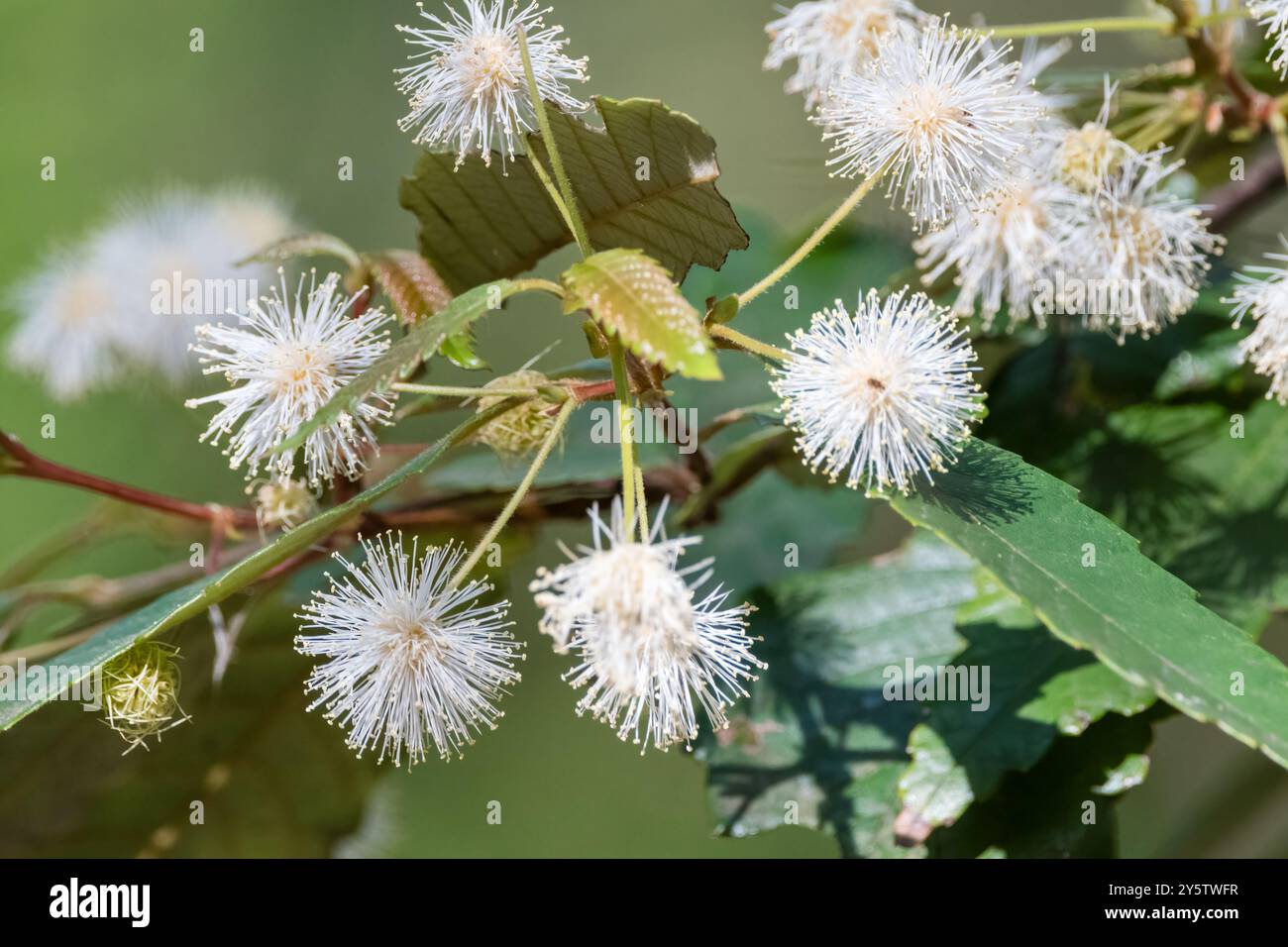 Black Wattle,, Callicoma serratifolia, Booderee Botanic Gardens, NSW ...