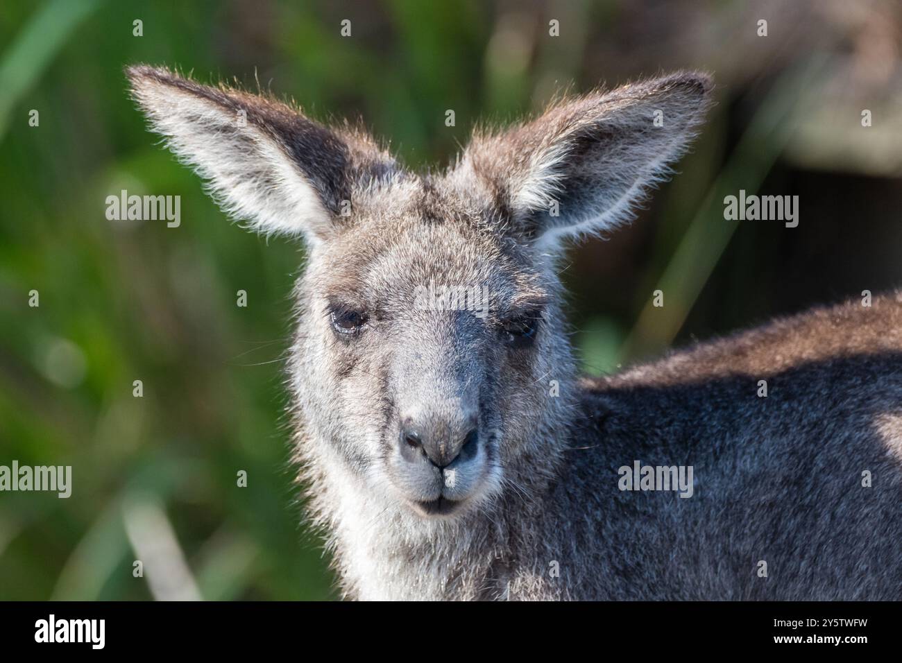 head shoot, Eastern grey kangaroo, Macropus giganteus, near Cave Beach ...