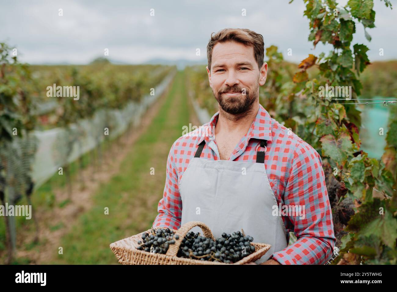 Portrait of vineyard owner with basket full of grapes. Manual grape ...