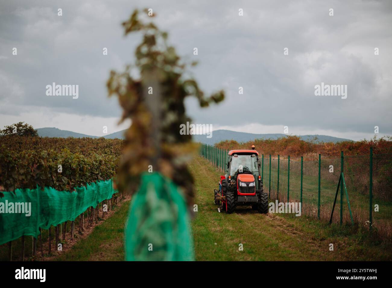 Wineyard workers transporting harvested grapes on tractor trailer ...