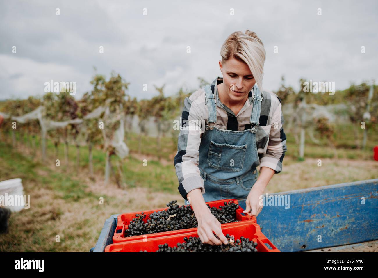 Female vineyard worker with harvest bins full of grapes. Manual grape harvesting in family-run ...