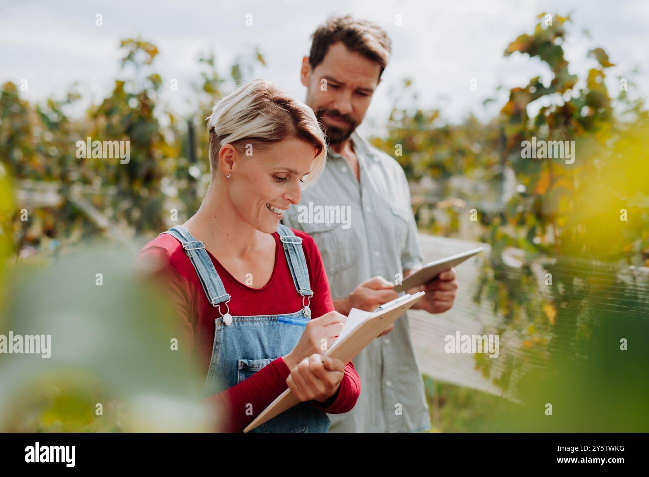 Viticulturist talking with vineyard owner, overseeing grapes growing and harvesting . Manual ...