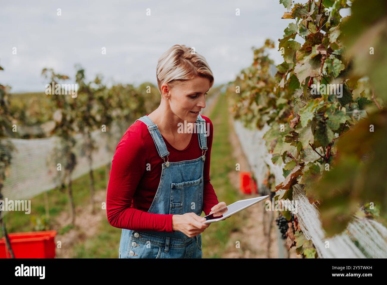 Female viticulturist overseeing grapes growing and harvesting . Manual ...