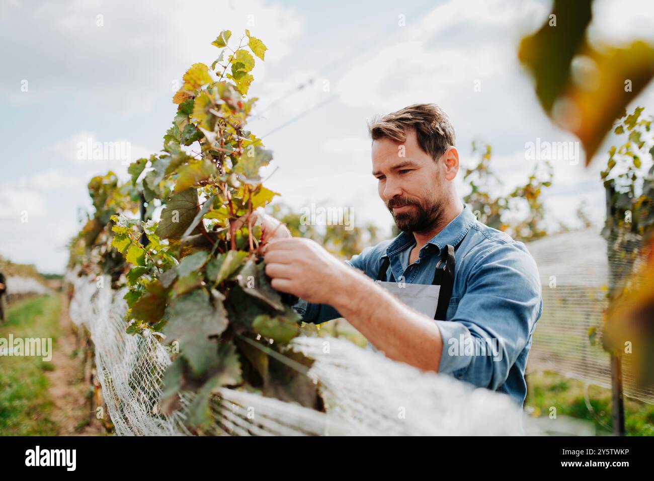 Man hand picking grapes from grapevine, smiling. Manual grape harvesting in family-run vineyard ...