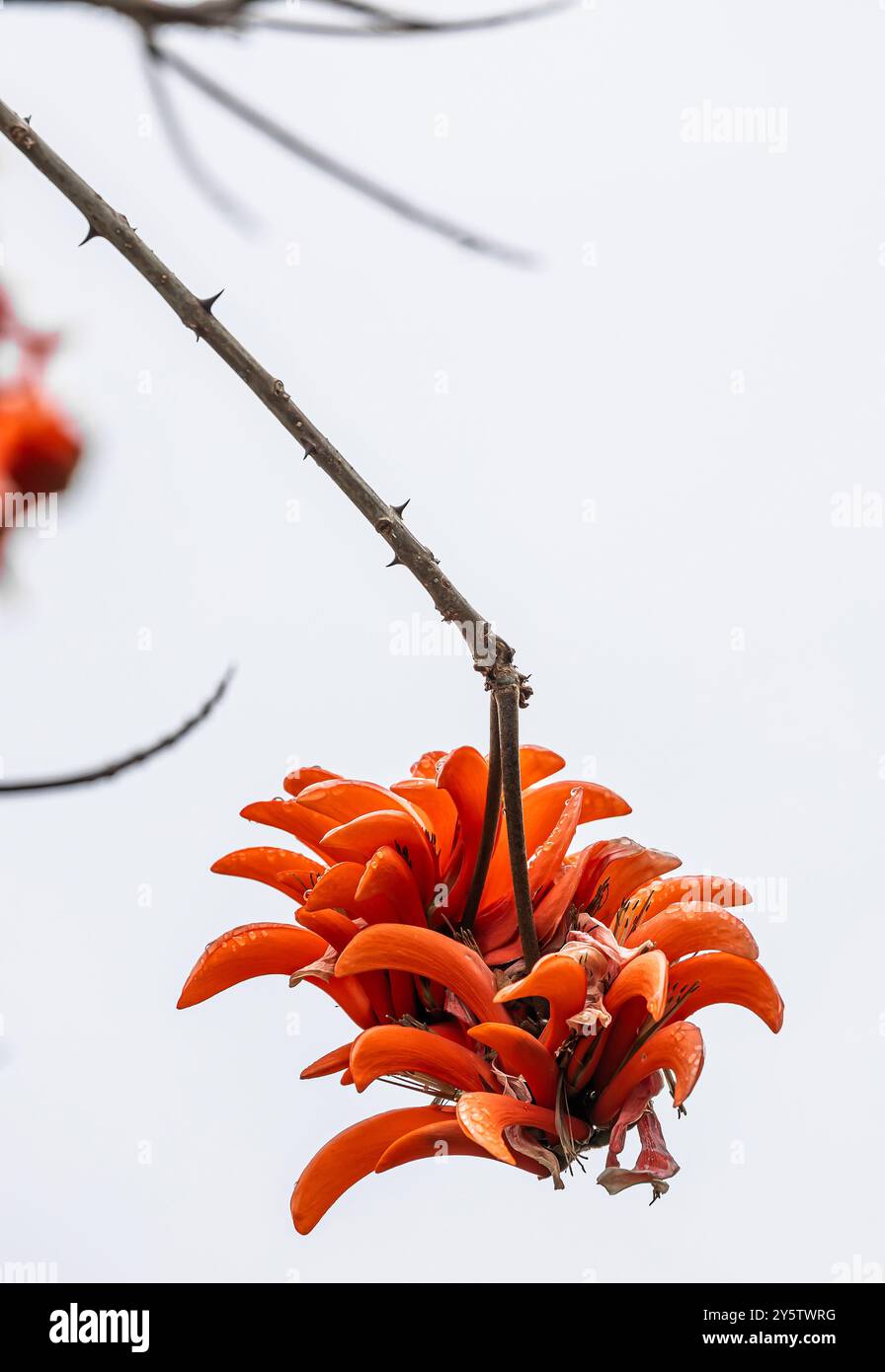 Red flower of Erythrina caffra, corallodendron. African flora, Coral ...