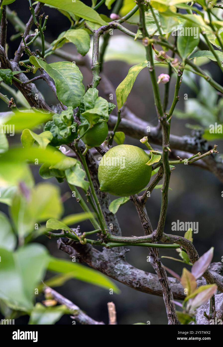 Citrus aurantiifolia, fresh lime, green lemon handing on a tree branch ...