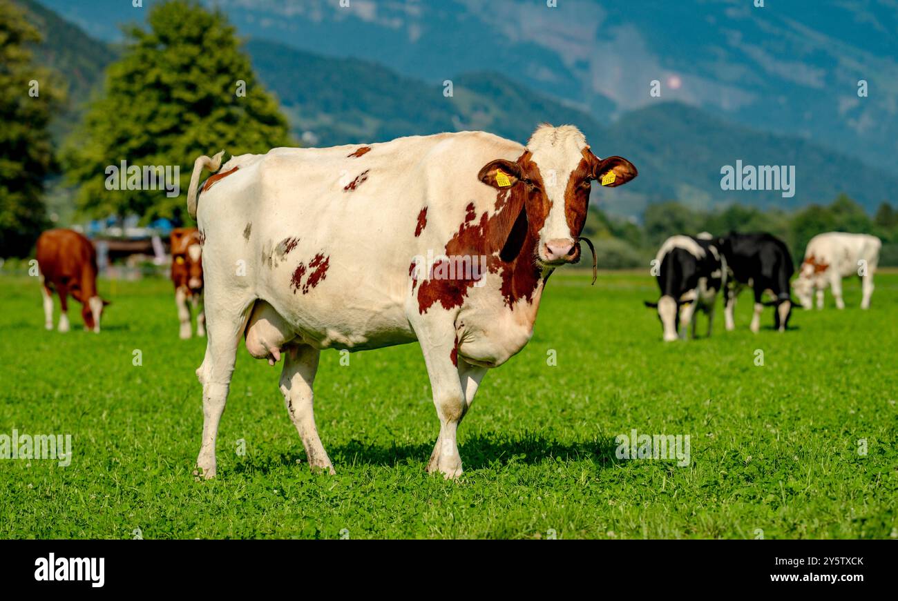 Cow on on summer alps meadow. Cows farm nature. Cattle eating grass ...