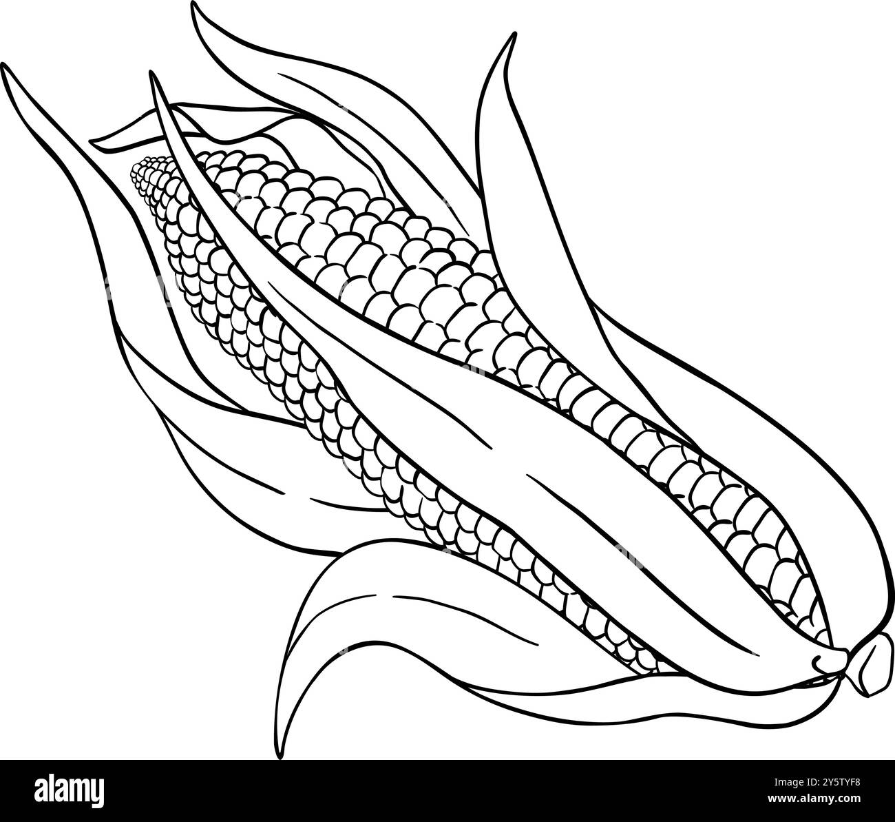 Organic corn on cob Black and White Stock Photos & Images - Alamy
