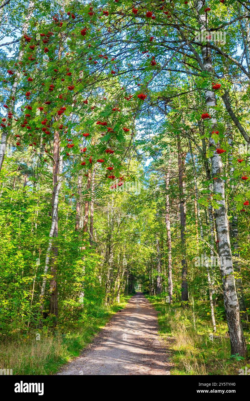 Shady road in countryside hi-res stock photography and images - Alamy