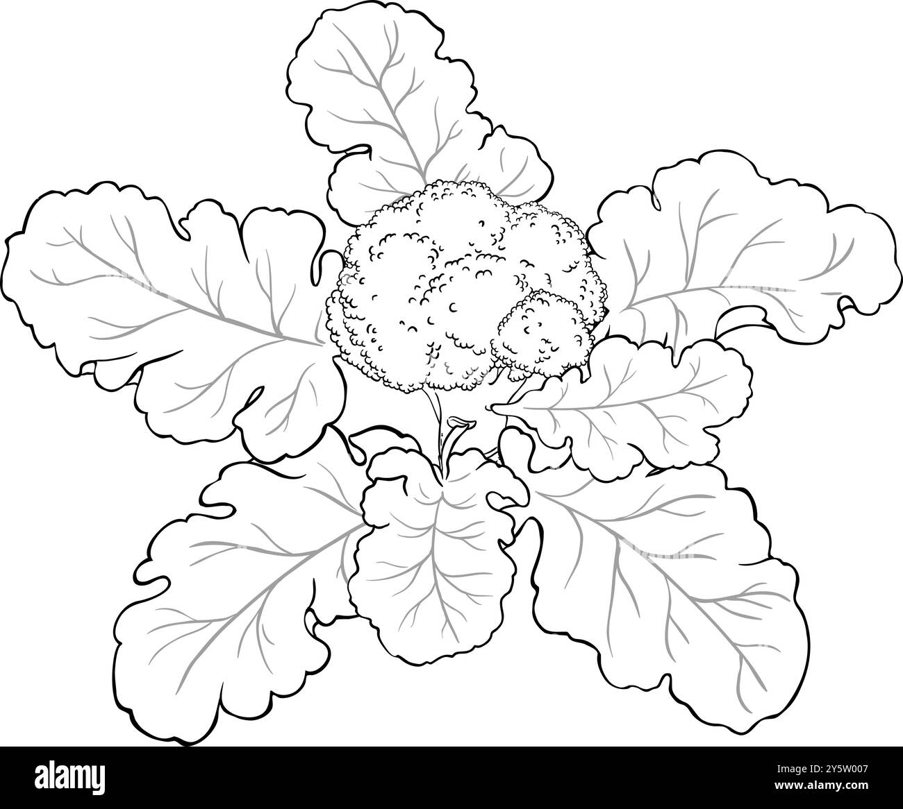 Broccoli Vegetable Isolated Outline Illustration Stock Vector Image ...