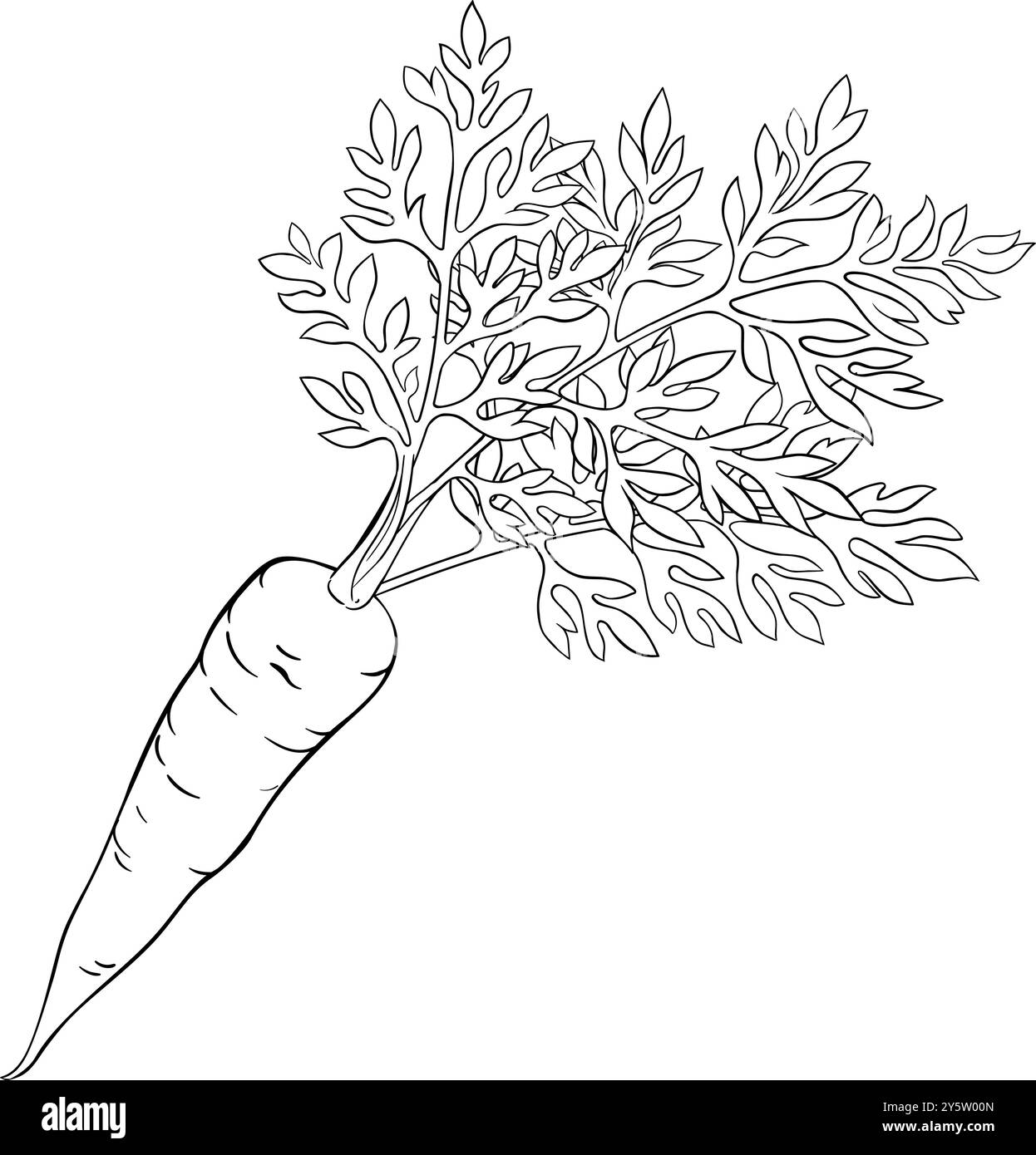 Carrot Root with Leaves Outline Illustration Stock Vector Image & Art ...