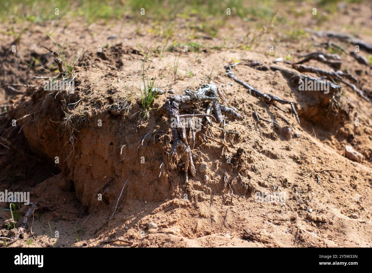 A large bunch of tree roots is laying on the ground, intertwining and ...