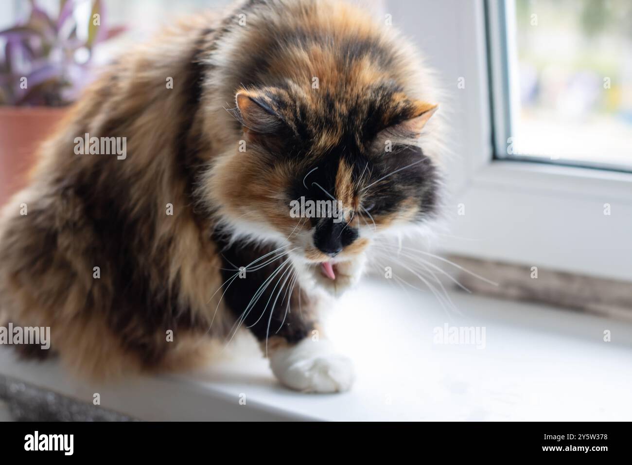 A curious cat is comfortably sitting on a window sill, intently looking ...
