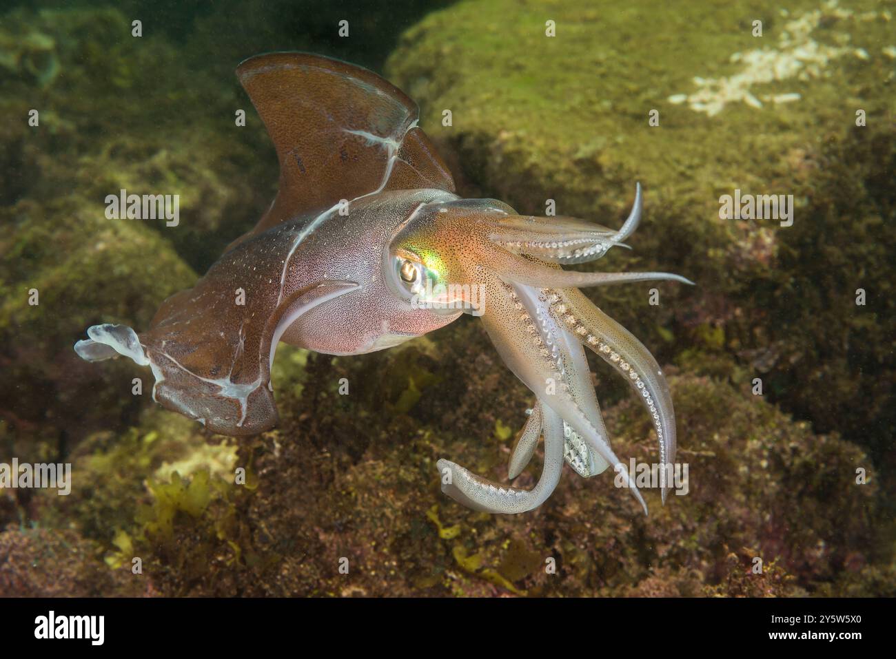 Bigfin squid hi-res stock photography and images - Alamy