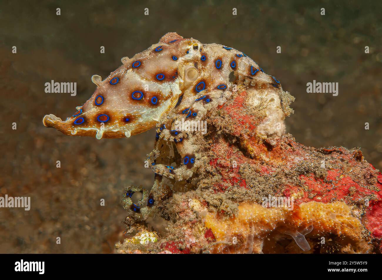 Deadly blue ringed octopus flashes its blue rings as it rests on a rock ...
