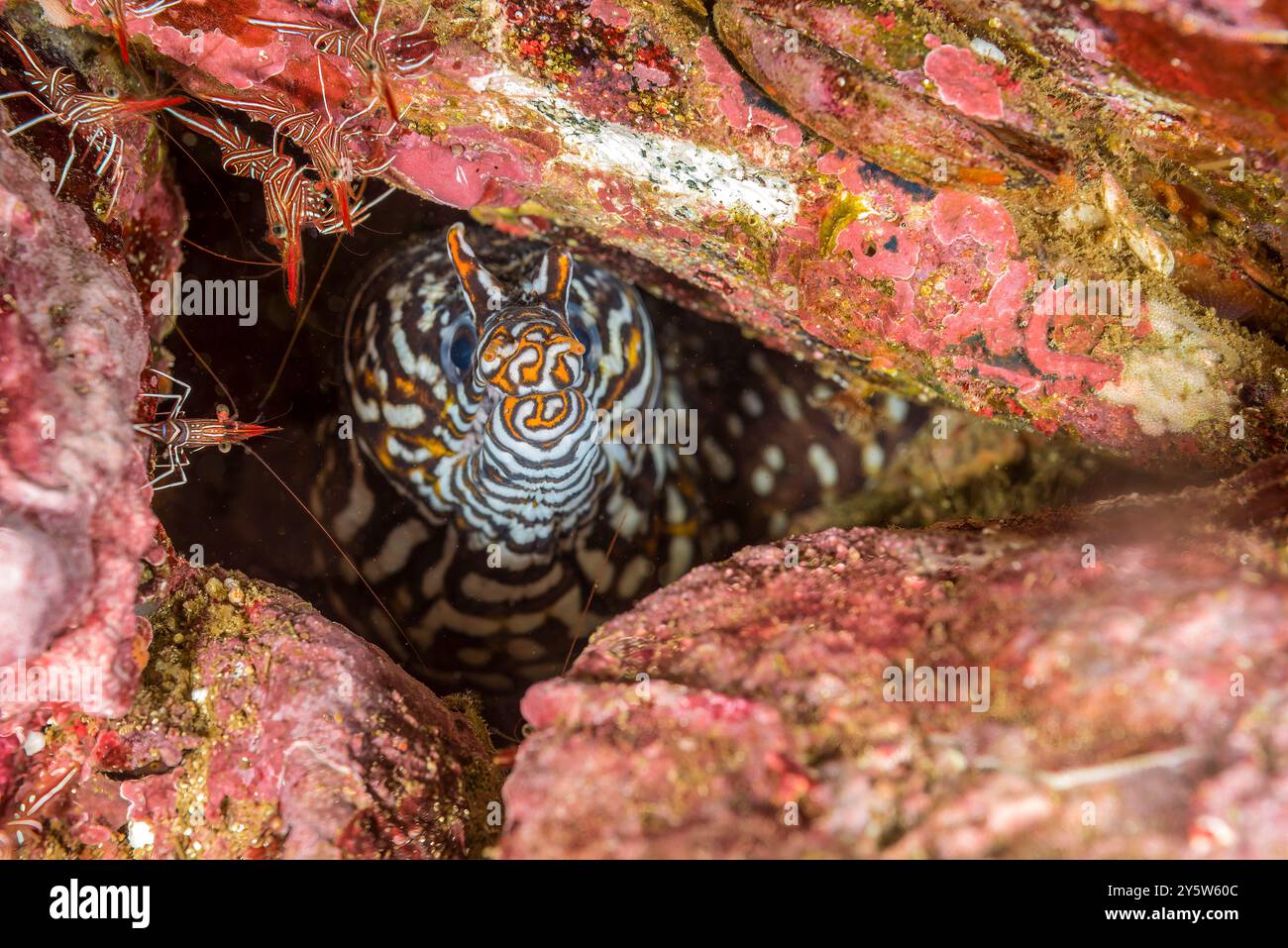 Beautifully patterned Dragon moray eel with sharp fang-like teeth and ...