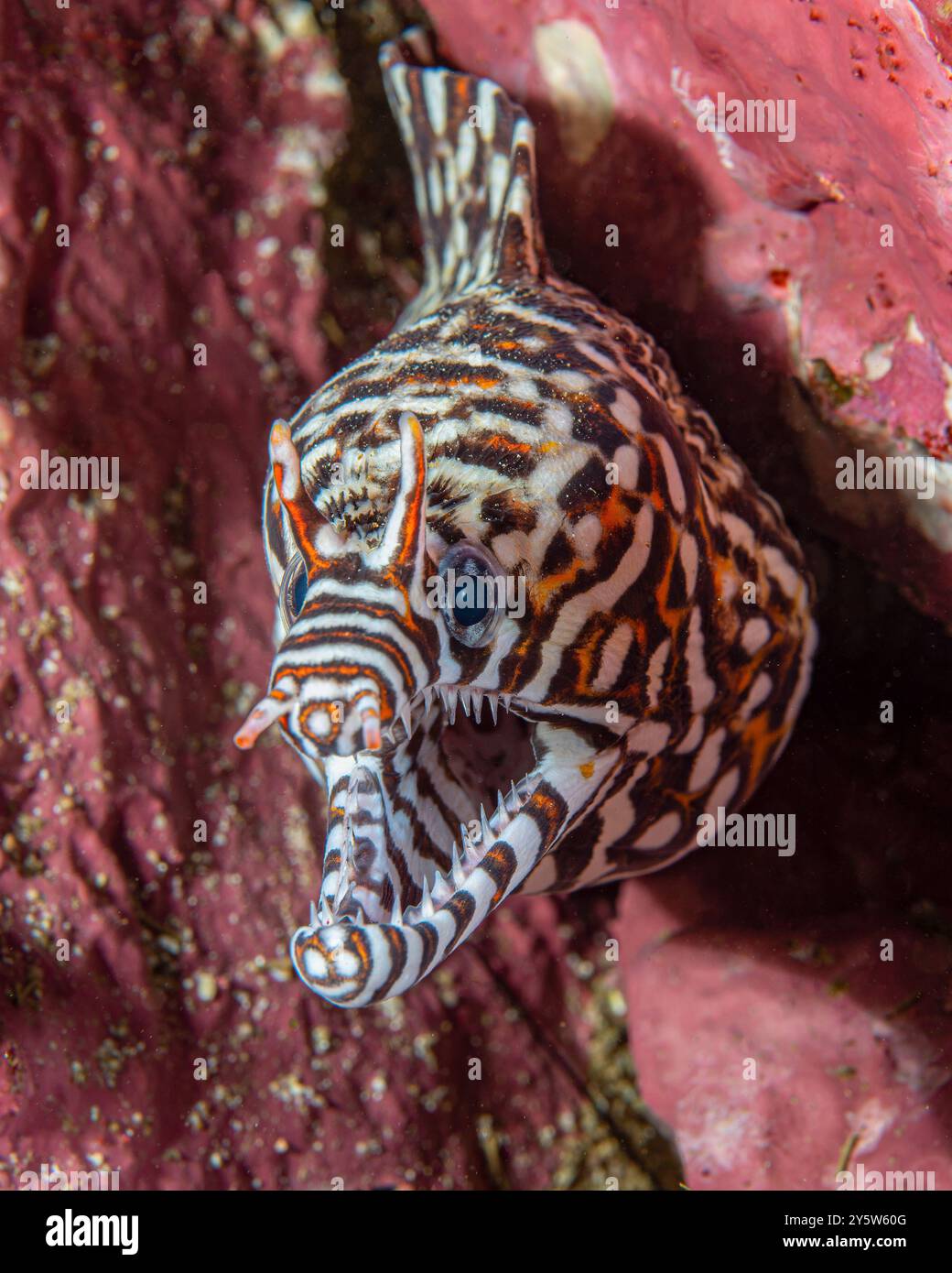Beautifully patterned Dragon moray eel with sharp fang-like teeth and ...