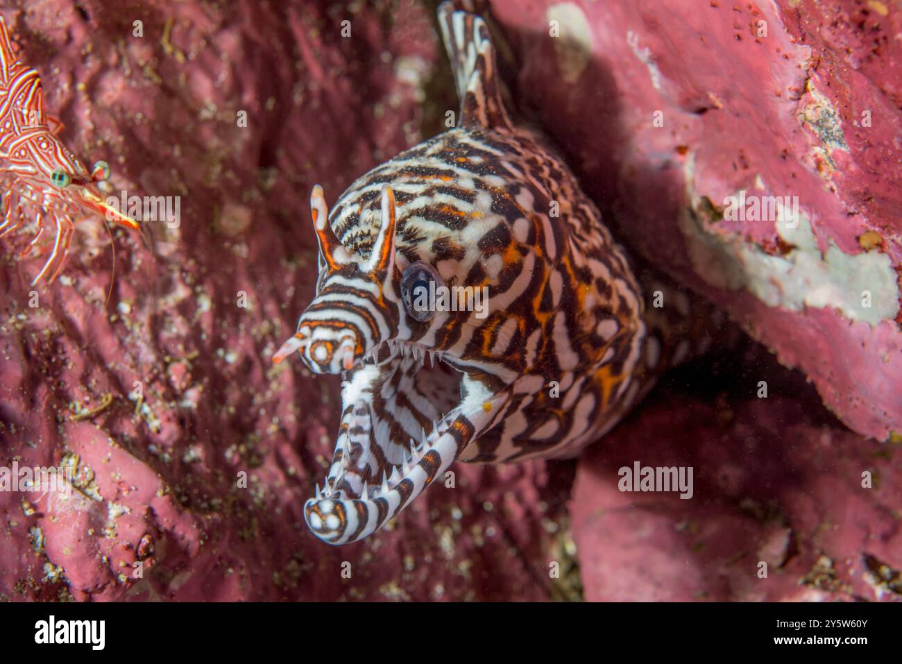 Beautifully patterned Dragon moray eel with sharp fang-like teeth and ...