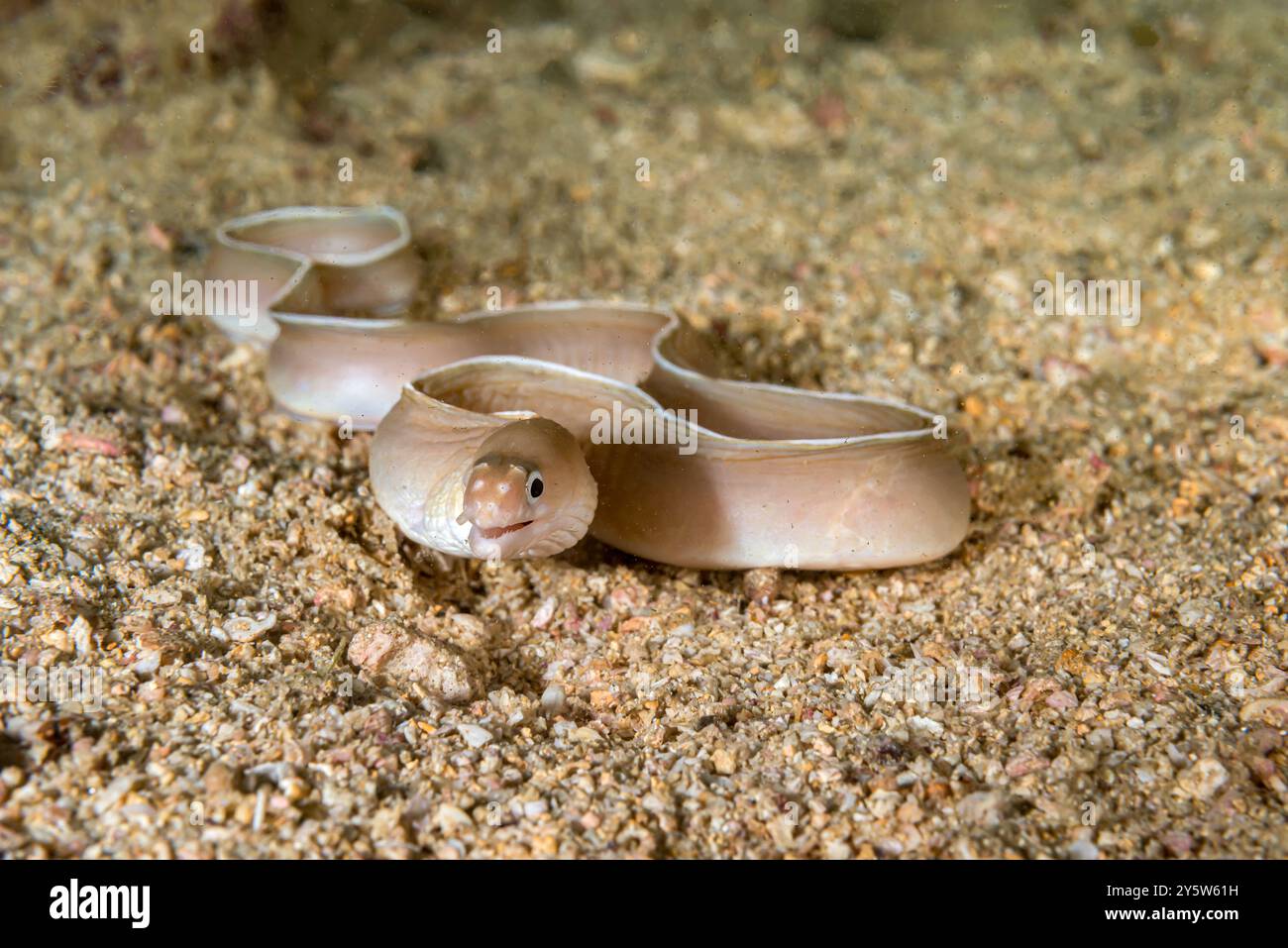 Ribbontail eel hi-res stock photography and images - Alamy