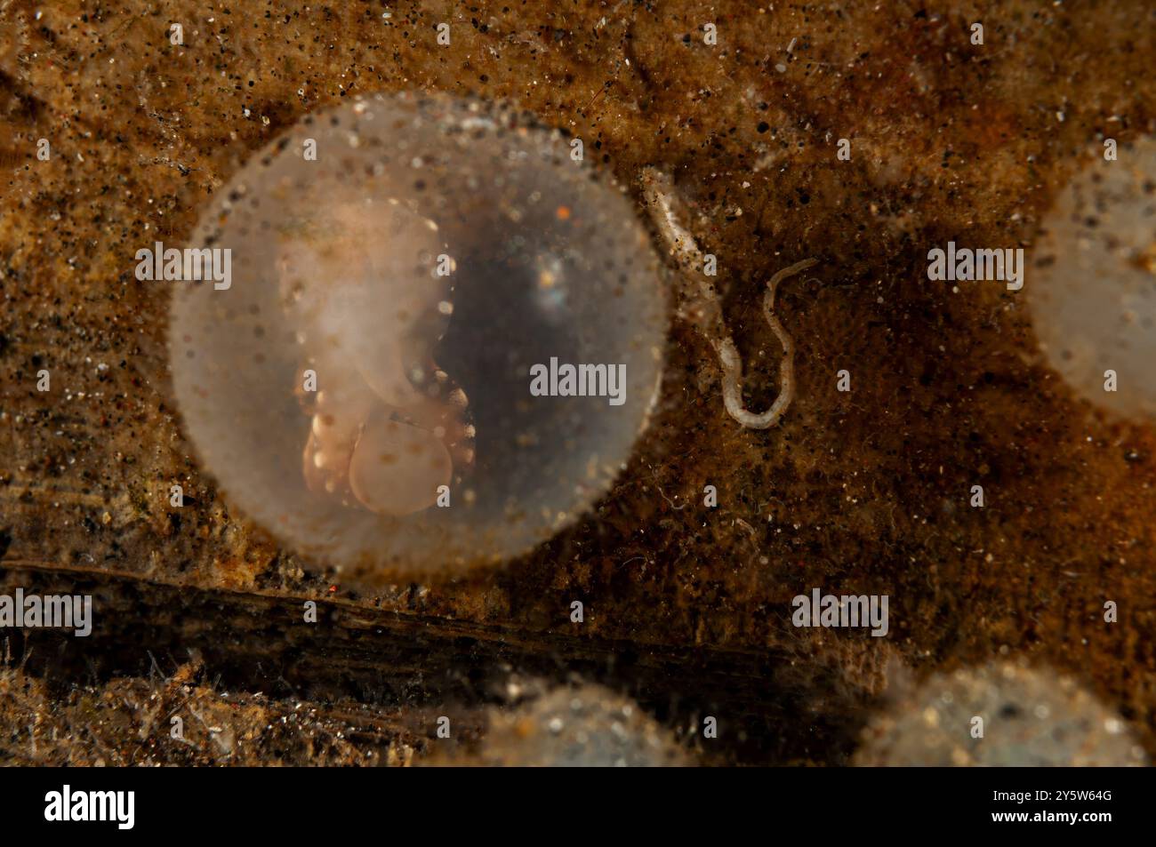 Close up image of a flamboyant cuttlefish egg and embryo Stock Photo ...