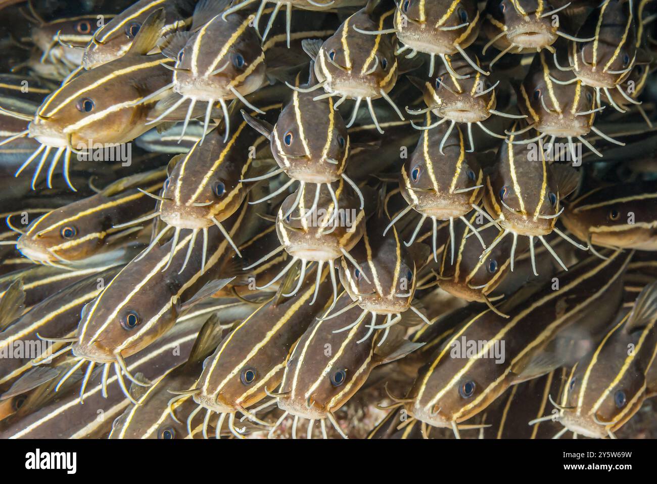 Venomous tail spines hi-res stock photography and images - Alamy