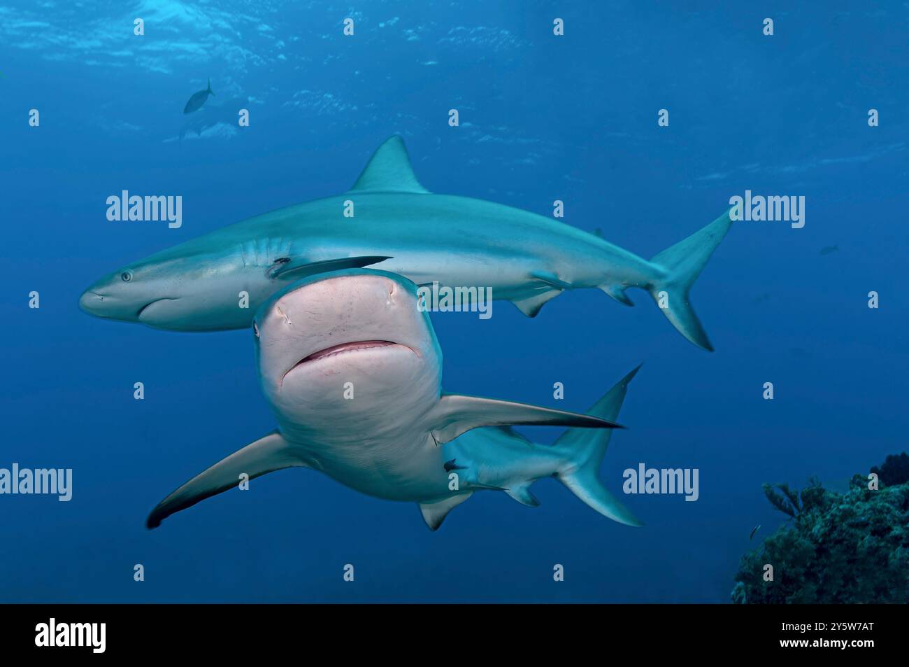 Two Caribbean reef sharks in close formation close to the camera in ...