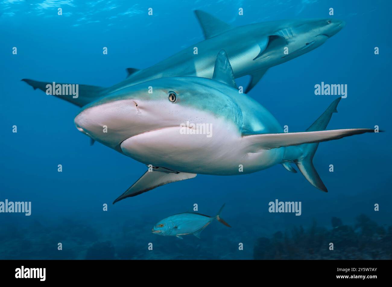Shark in dynamic pose hi-res stock photography and images - Alamy
