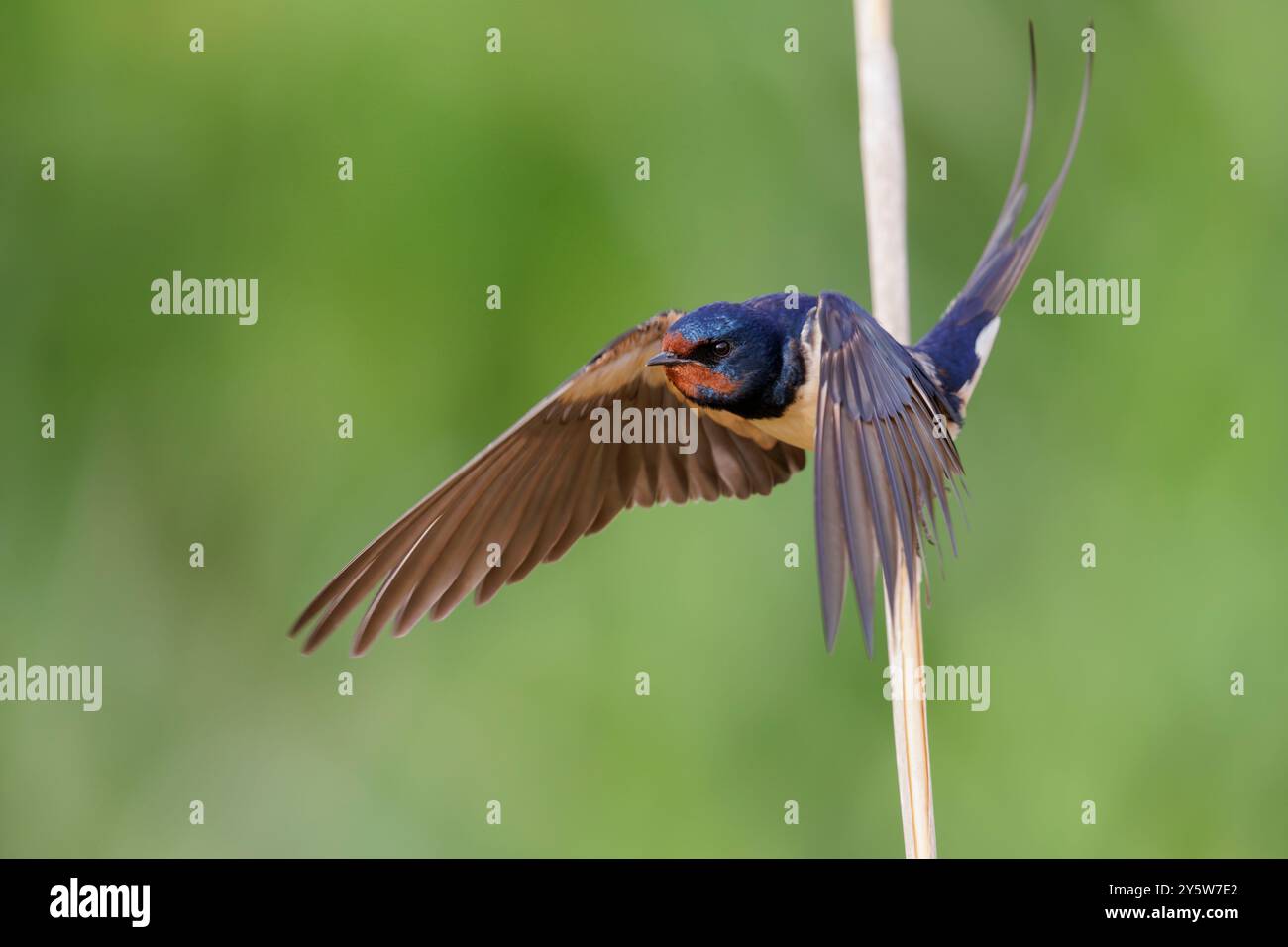 Male swallow hirundo rustica hi-res stock photography and images - Alamy