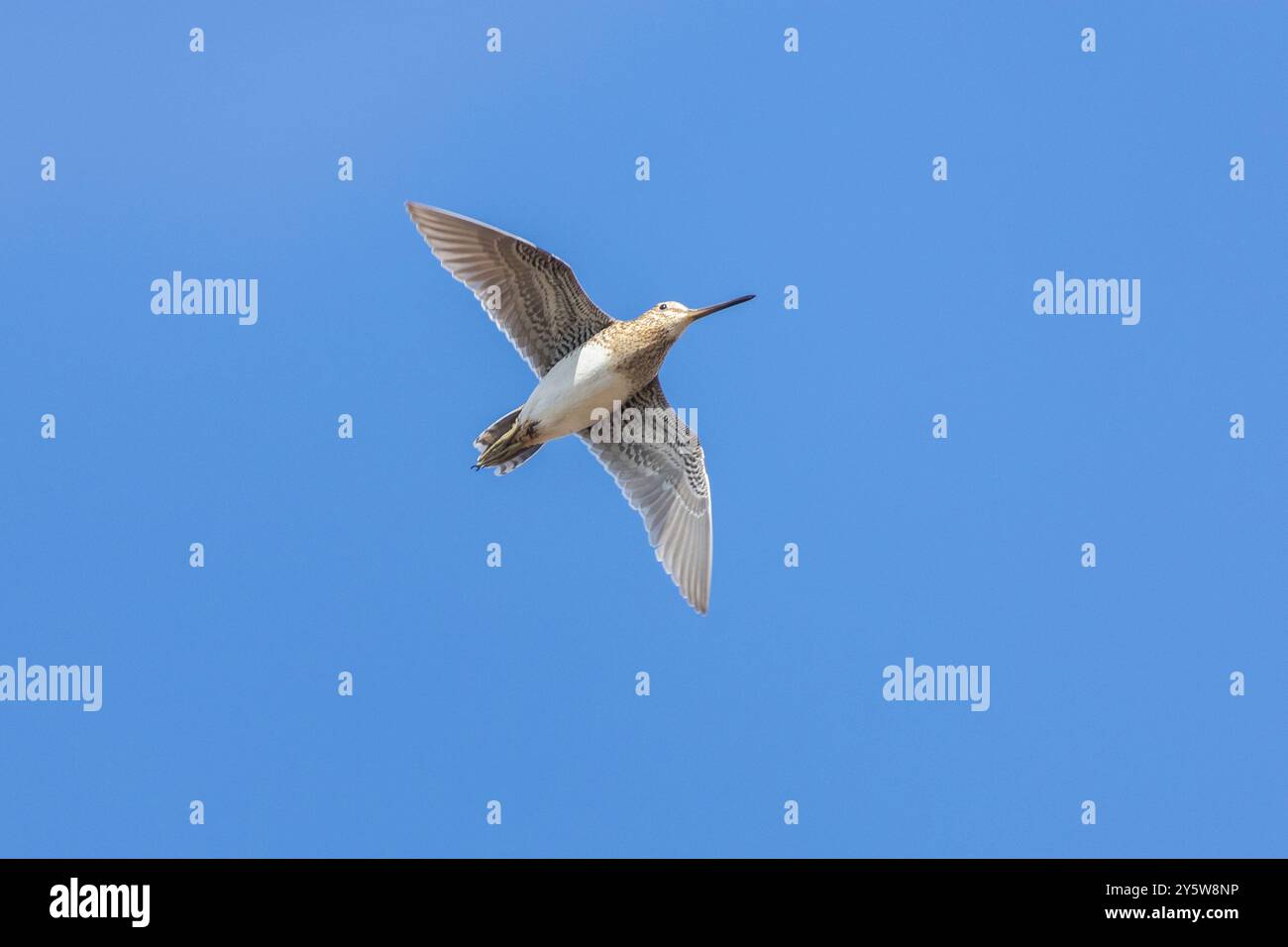 Common Snipe (Gallinago gallinago faeroeensis), adult in flight seen ...