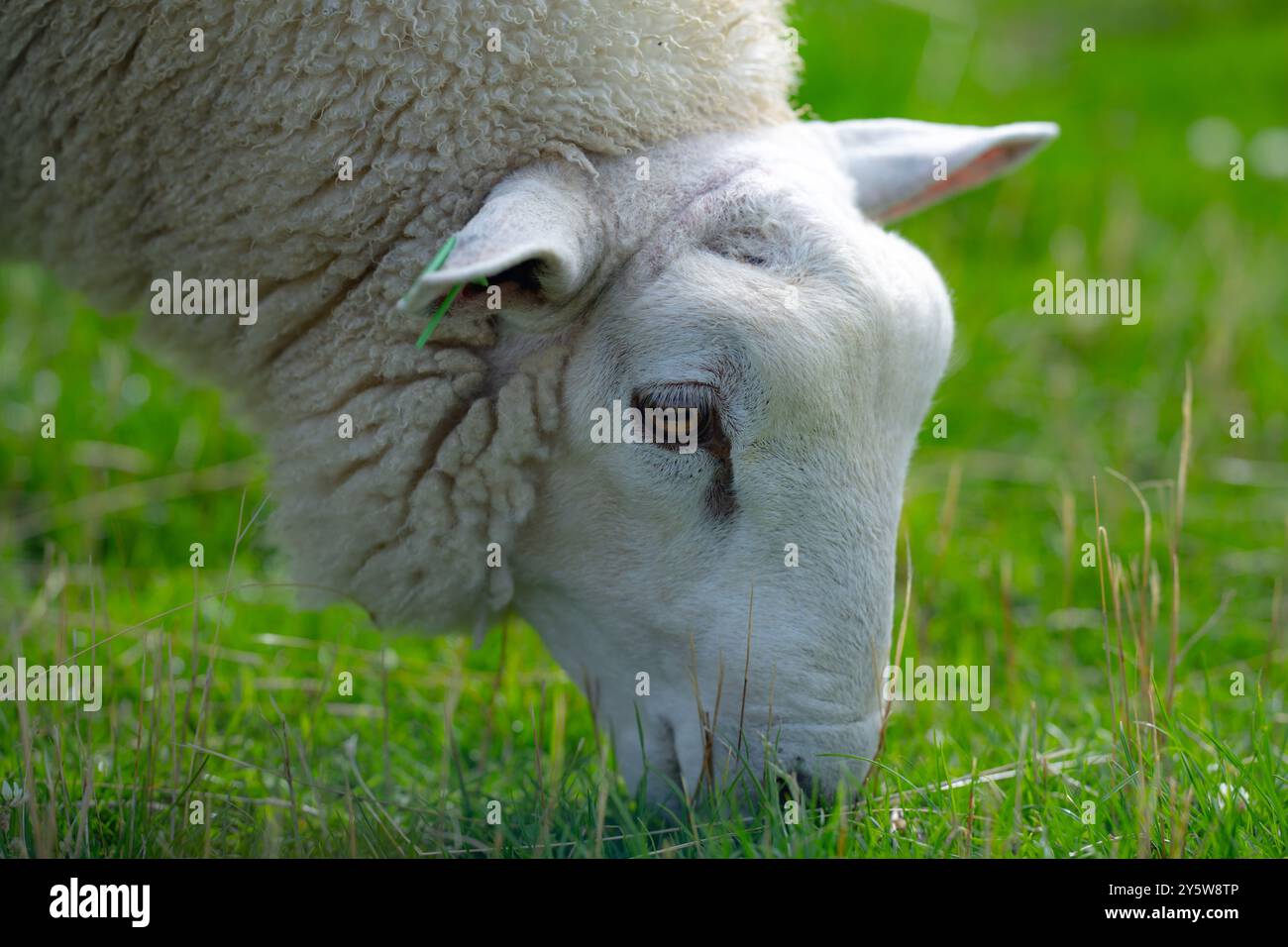 The sheep in the meadows. Sheep pasture on an farm, close up. Sheep eating grass on a field ...