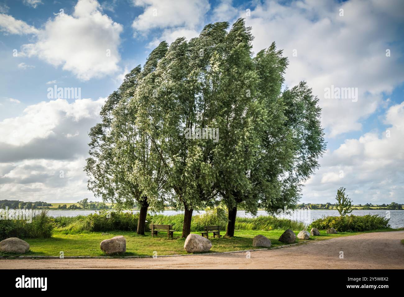 Three large trees by a lake that have grown diagonally from the ...