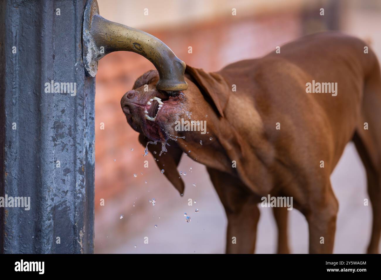 Vizsla hunting dog is drinking water from the well in the street. An ... Vizsla hunting dog is drinking water from the well in the street. An ...