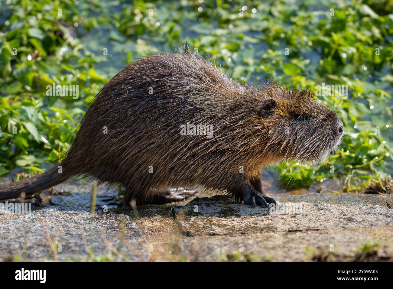 Nutria or coypu (Myocastor coypus) on the banks of the Vltava river in ...