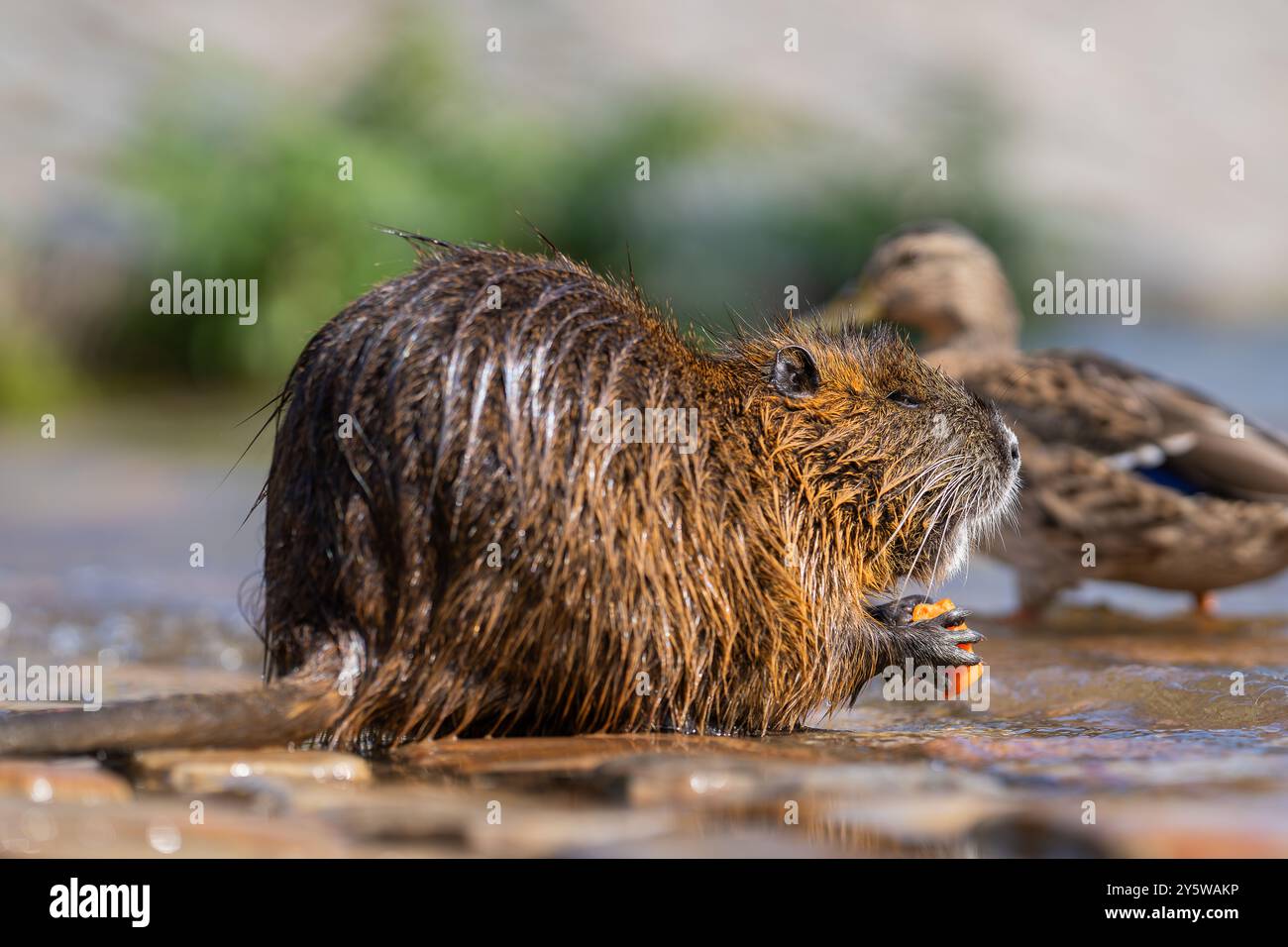 Invasive rodent hi-res stock photography and images - Alamy