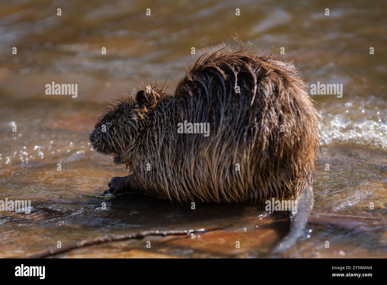Skinny hairless tail hi-res stock photography and images - Alamy
