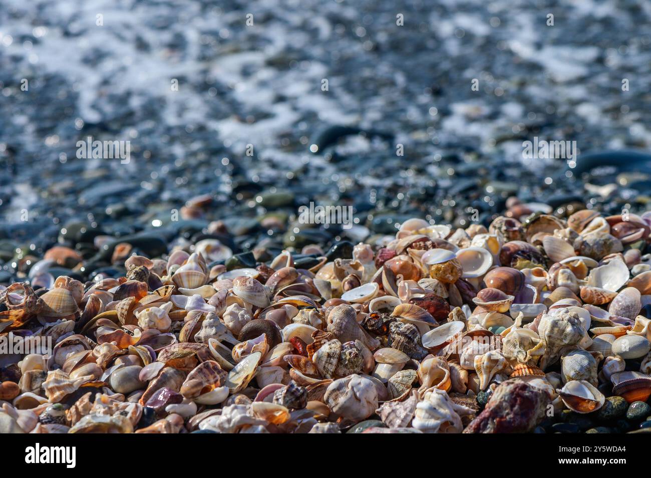 Rocks and shells lining the beach Stock Photo - Alamy