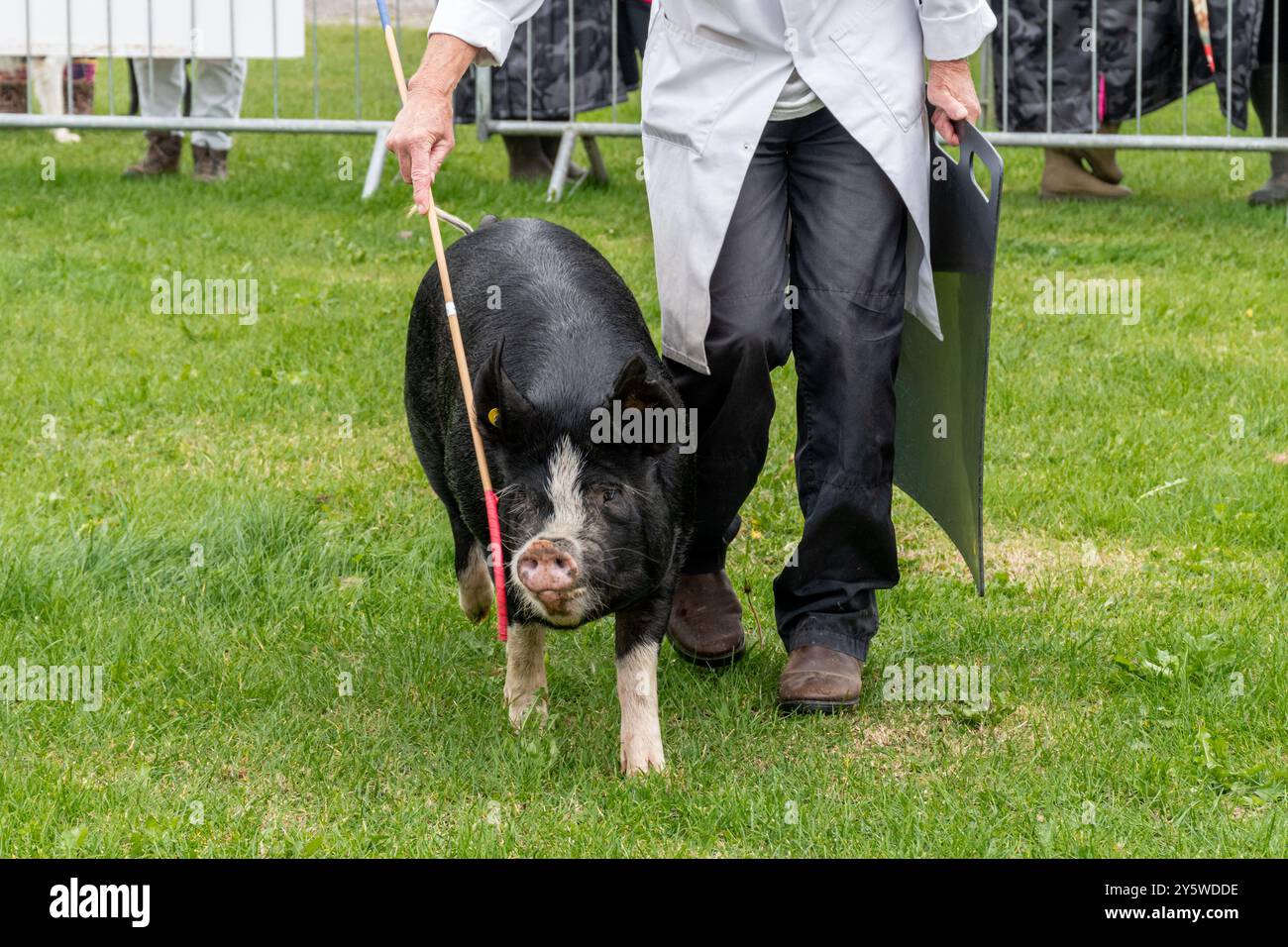 Pig competition at the annual Newbury Show, an agricultural and ...