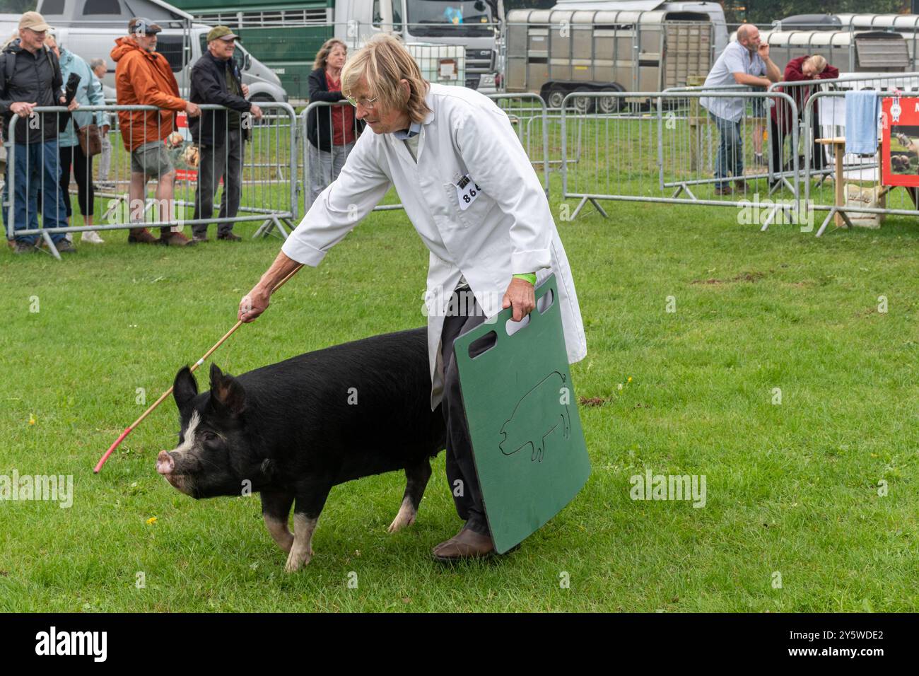 Pig competition at the annual Newbury Show, an agricultural and ...