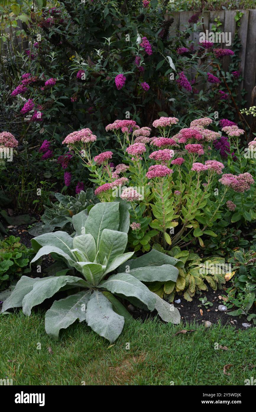 Sedum flower bed Stock Photo - Alamy