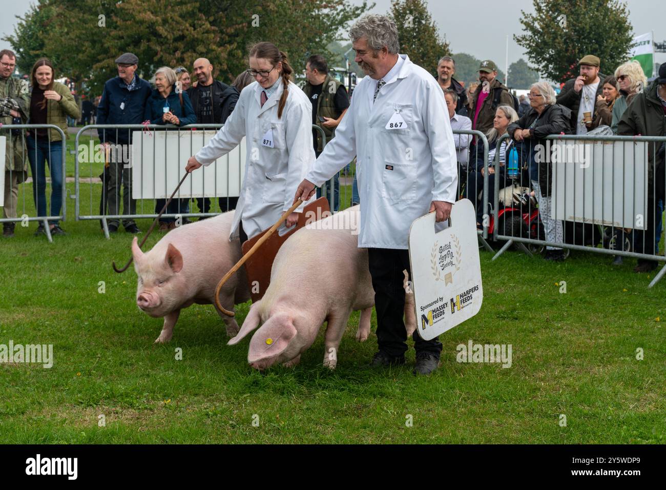 Pig competition at the annual Newbury Show, an agricultural and ...