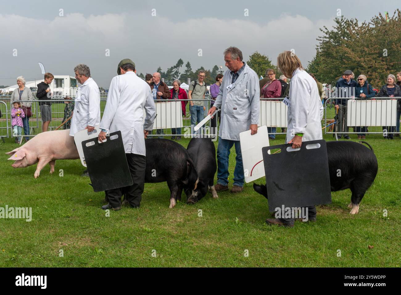 Pig competition at the annual Newbury Show, an agricultural and ...