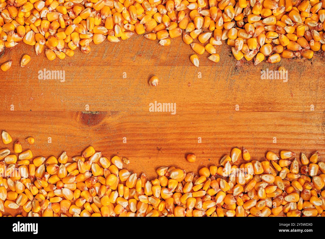 Corn kernels heap, harvested cereal crop as background, top view Stock ...