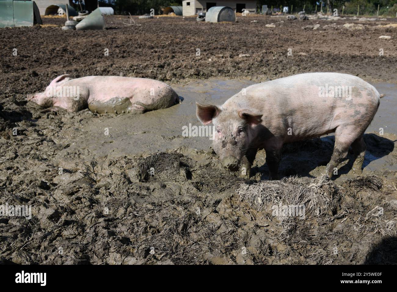 Pigs in the mud Stock Photo - Alamy