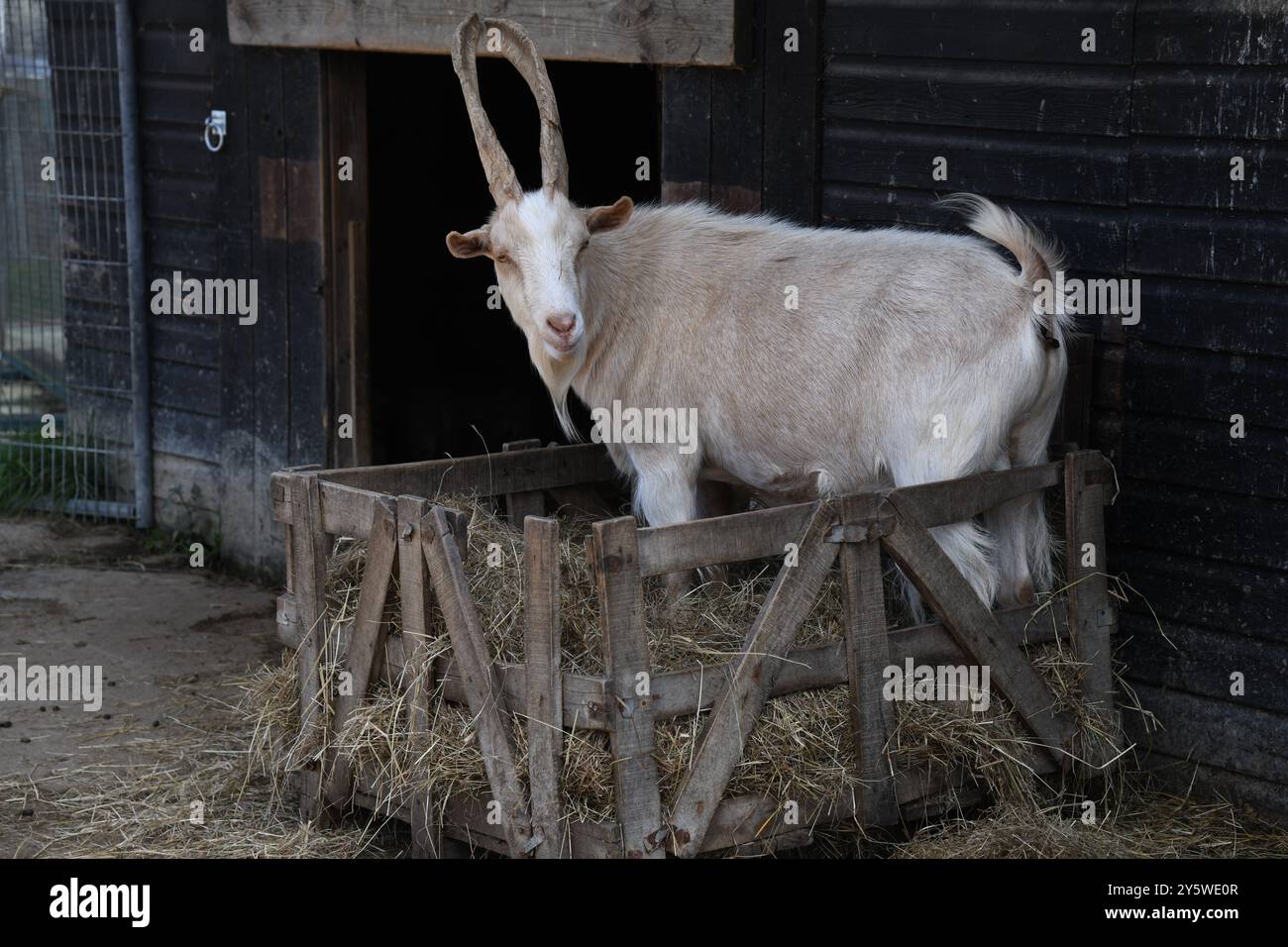 Goat inside hay feeder hi-res stock photography and images - Alamy
