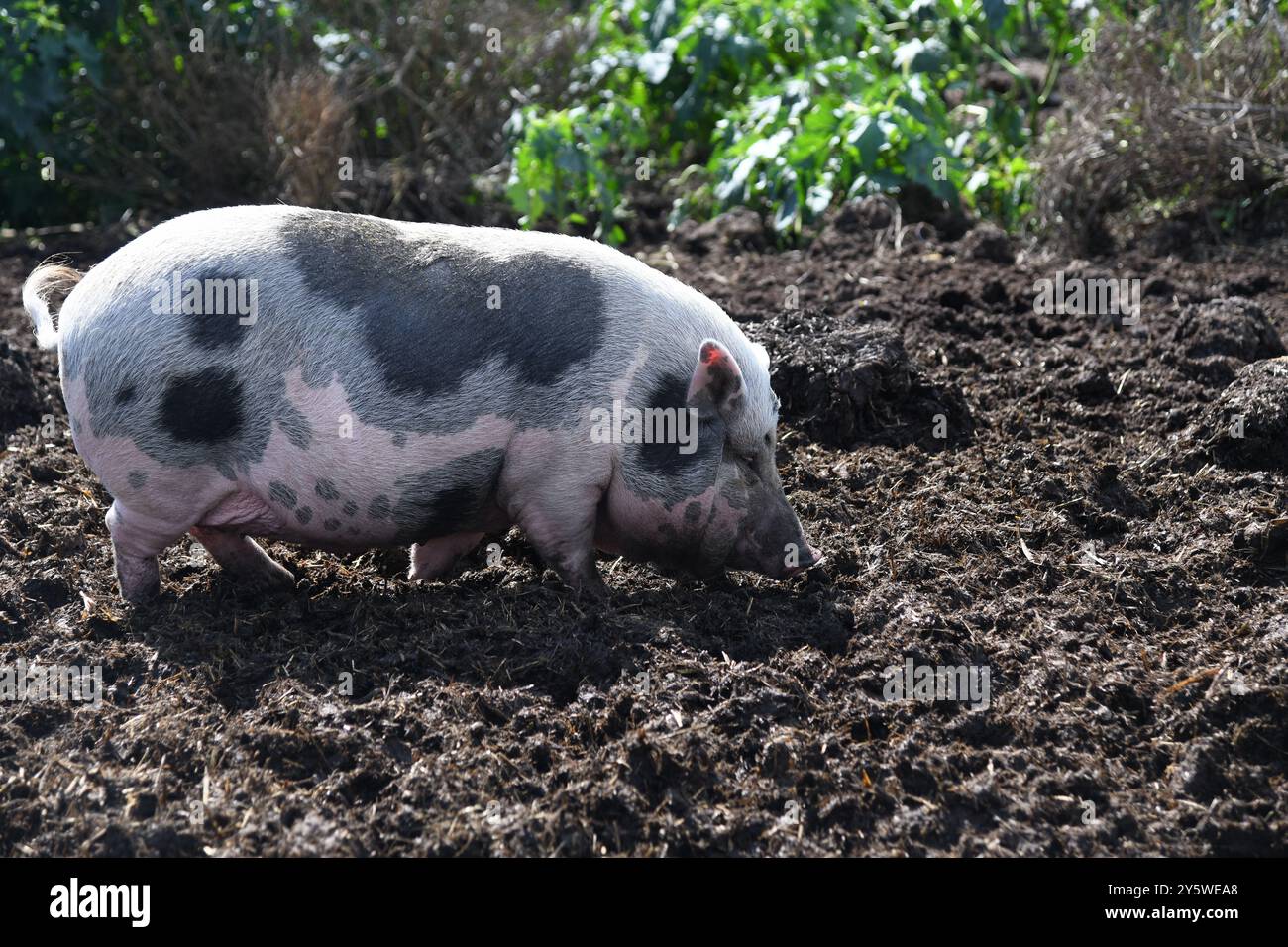 Pigs having fun hi-res stock photography and images - Alamy